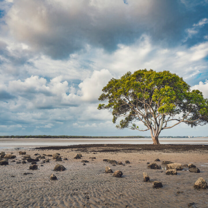 Lone Mangrove Tree – Skyris